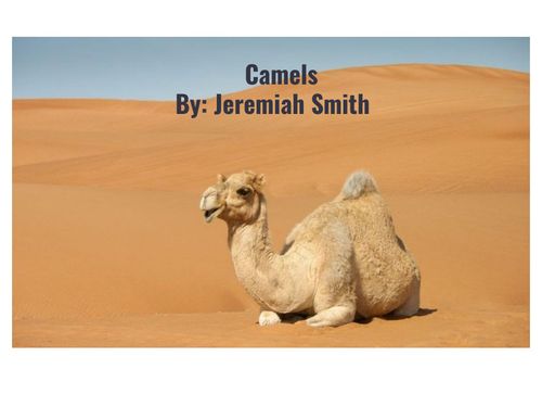 Book Creator | Camels
