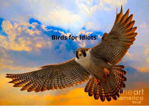 Book Creator | Birds for Idiots
