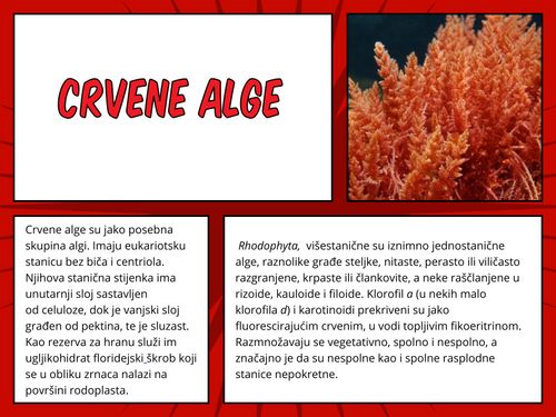 Book Creator | crvene alge