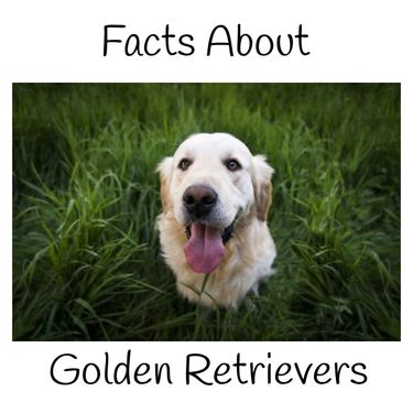 Book Creator | Facts About Golden Retrievers