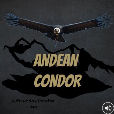 Book Creator | Andean Condor - Exam