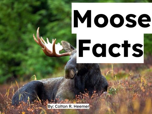 Book Creator | moose facts