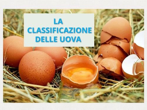 Book Creator | LA CLASSIFICAZIONE DELLE UOVA