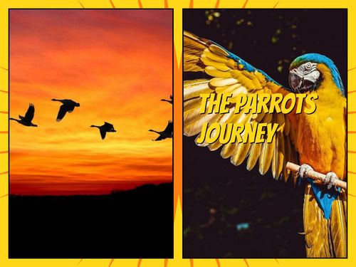 Book Creator | A Parrot Journey