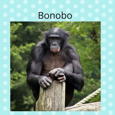 Book Creator | Bonobo
