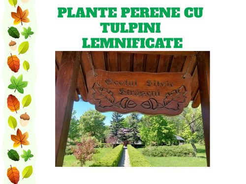 Book Creator | Plante perene cu tulpini lemnificate