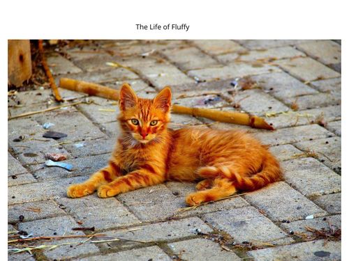 Book Creator | The Life of Fluffy