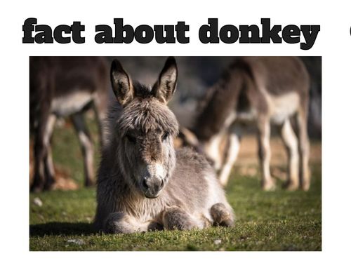 Book Creator | fact about donkey