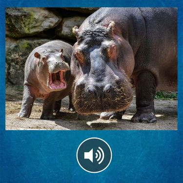 Book Creator | Nilpferd