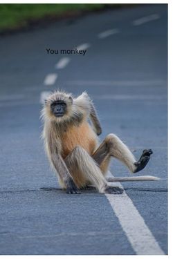 Book Creator | you monkey