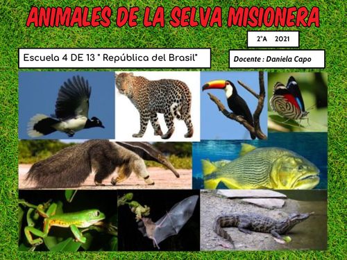 Book Creator | Animales de la Selva Misionera