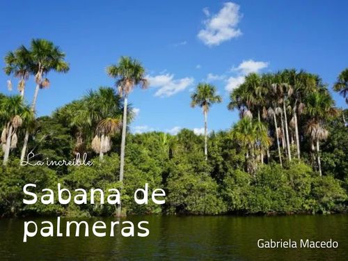 Book Creator | La sabana de palmeras