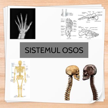 Book Creator | Sistemul osos