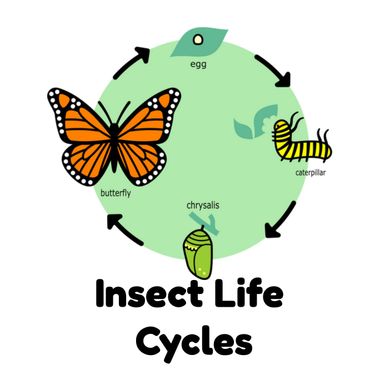 Book Creator | Insect Life Cycles Lab Book