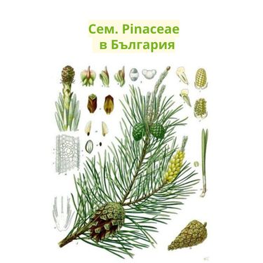 Book Creator | Сем. Pinaceae