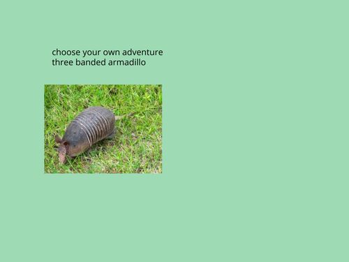 Book Creator | Choose Your Own Adventure Three Banded Armadillo