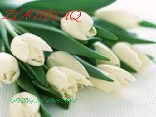 Book Creator | ZANBAQ