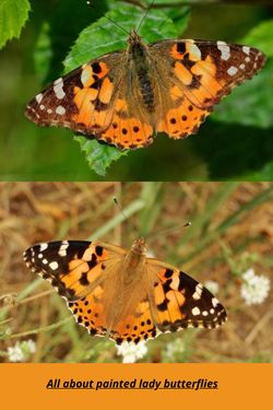 Book Creator | All about the painted lady butterflies