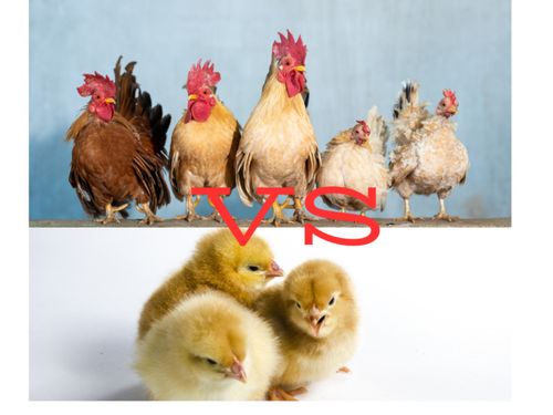 Book Creator | Book 2 of the Rizzler chicken series