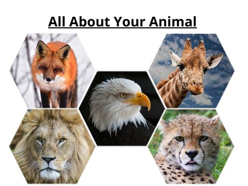 Book Creator | All About My Animal