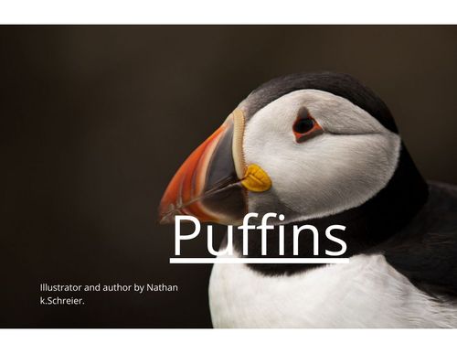 Book Creator | Puffins