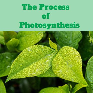 Book Creator | Photosynthesis
