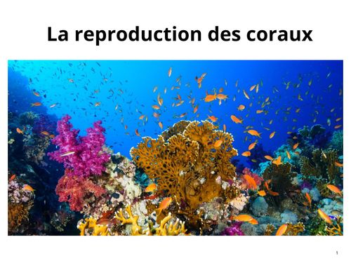 Book Creator | La reproduction des coraux