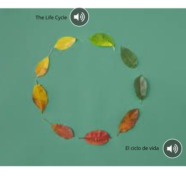 Book Creator | The Life Cycle