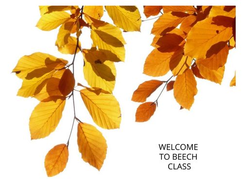 Book Creator | Beech Transition Book