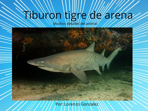 Book Creator | Tiburon tigre de arena