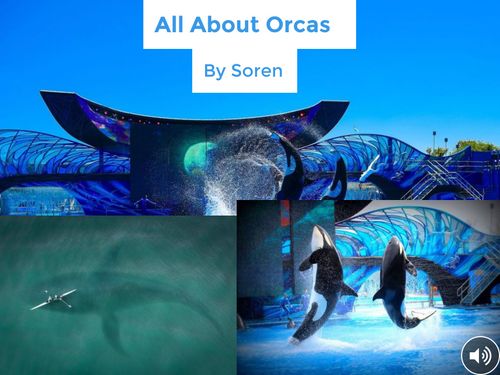 Book Creator | All About Orcas