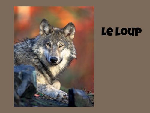 Book Creator | Le loup