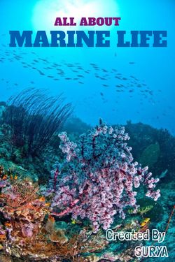 Book Creator | All About Marine Life