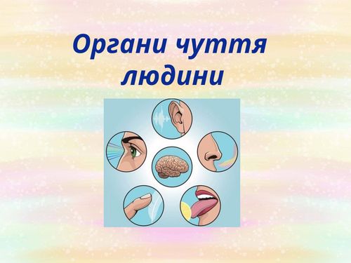 Book Creator | Органи чуття людини