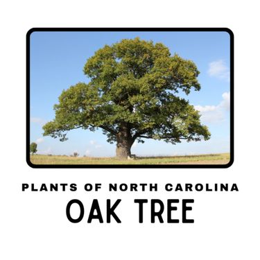 Book Creator | Oak Tree