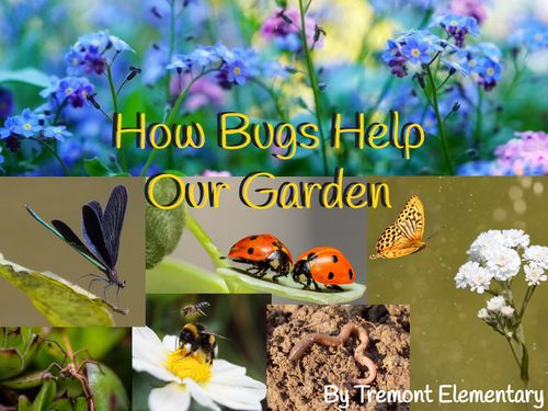 Book Creator | How Bugs Help Our Garden