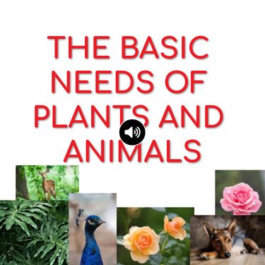 Book Creator | The Basic Needs of Plants and Animals