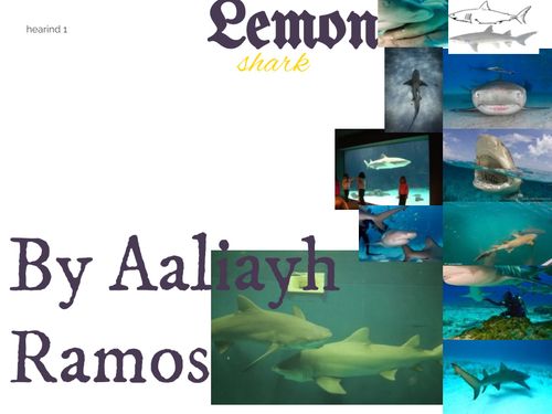 Book Creator | Lemon Shark