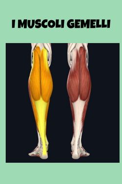 Book Creator | MUSCOLI GEMELLI