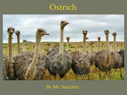 Book Creator | Ostrich