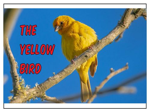 Book Creator | The yellow bird
