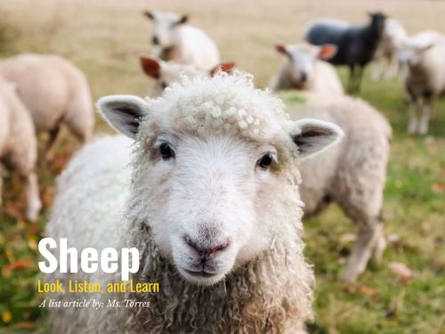 Book Creator | sheep