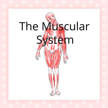 Book Creator | Muscular System