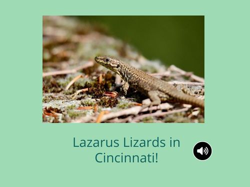 Book Creator | Lazarus Lizards in Cincinnati