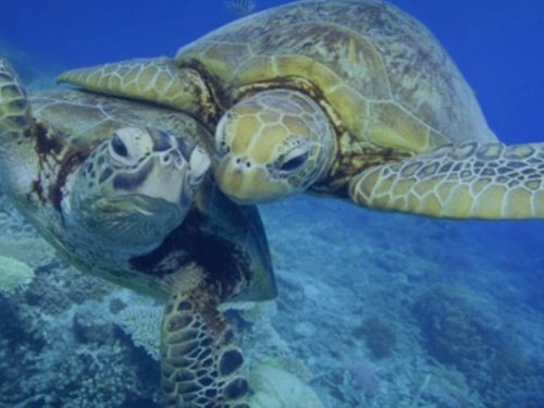 Book Creator | 2° Ano D