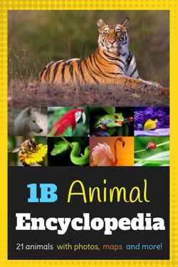 Book Creator | Animal Encyclopedia