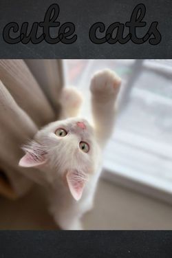 Book Creator | Cute Cats