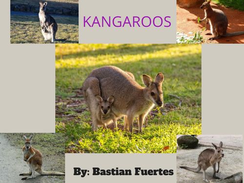 Book Creator | Kangaroos
