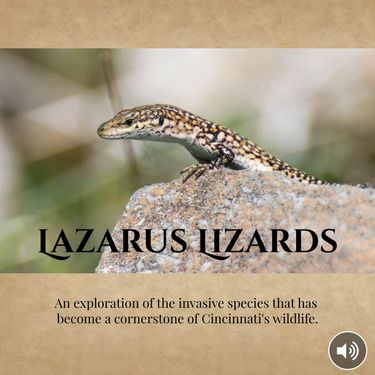 Book Creator | Lazarus Lizards