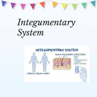 Book Creator | Integumentary System